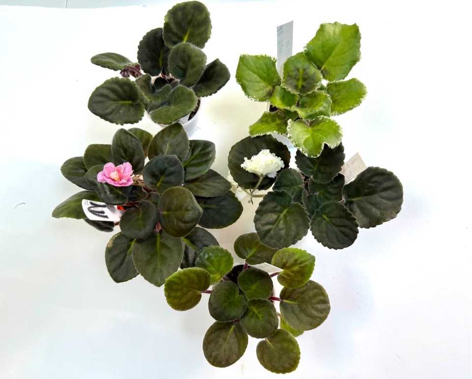 African Violet ND-Krasavchik (Handsome) Big Starter in Bloom STD RARE | eBay