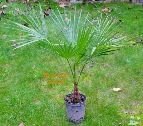 Silberne Berg-Palme, Brahea sp. super silver, frosthart, Kübelpflanze ...