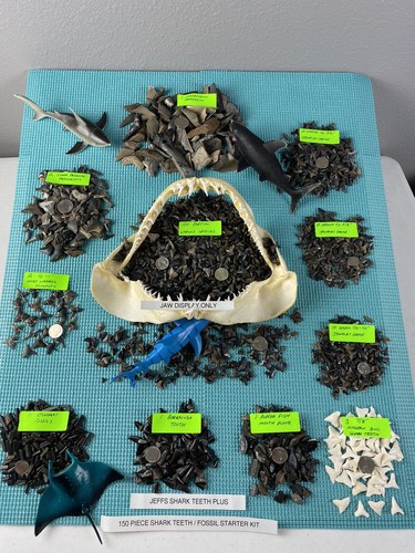 150 Piece Shark Teeth / Fossil Starter Kit From Venice Florida | eBay