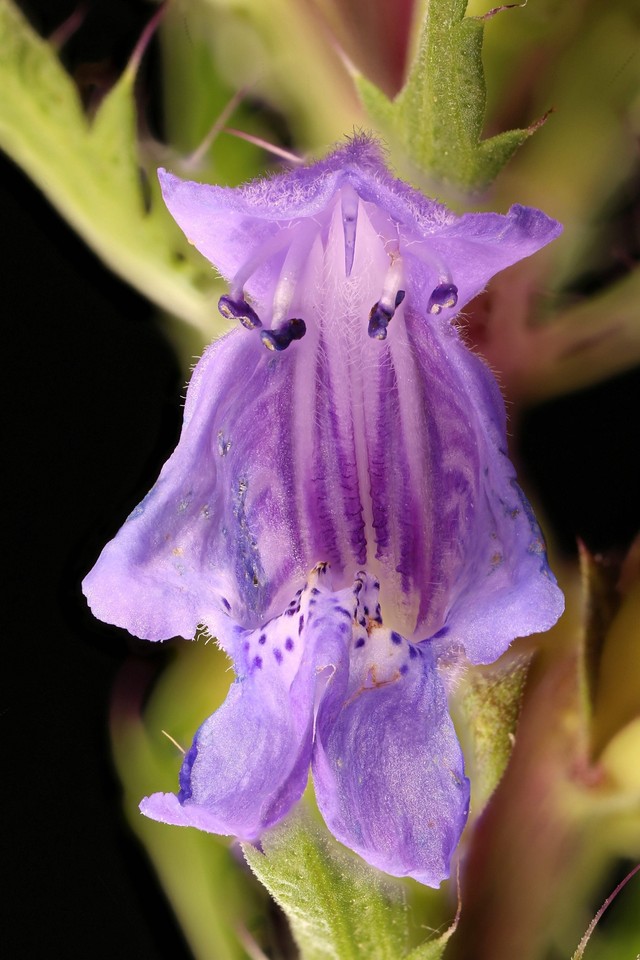 50 Purple False Dragon DRAGONS HEAD OBEDIENT PLANT Dracocephalum Flower ...