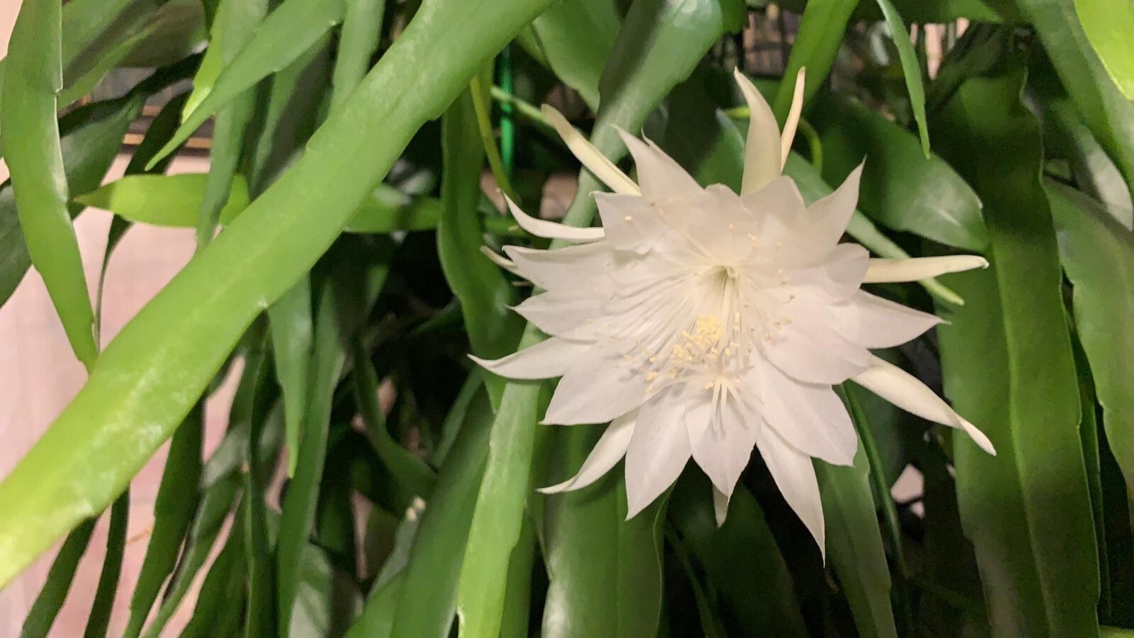 A Night Blooming Orchid Cactus, Cereus Epiphyllum Queen of the Night ...