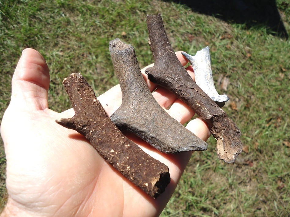 4 LARGE DEER ANTLER BASES FLORIDA FOSSILS ICE AGE EXTINCT SKULL HORN ...