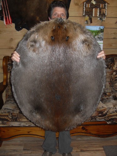 Northern New York" Untanned LG 59" Beaver Pelt | eBay