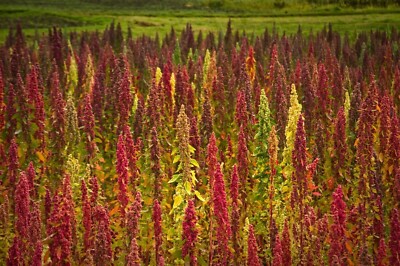 Quinoa Sandoval Mixed - Chenopodium - 100+ graines - Graines - Graines ...