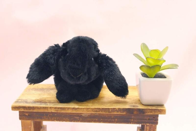 Take-Off Rabbit Maron Holland Lop Black Plush Toy From JAPAN | eBay