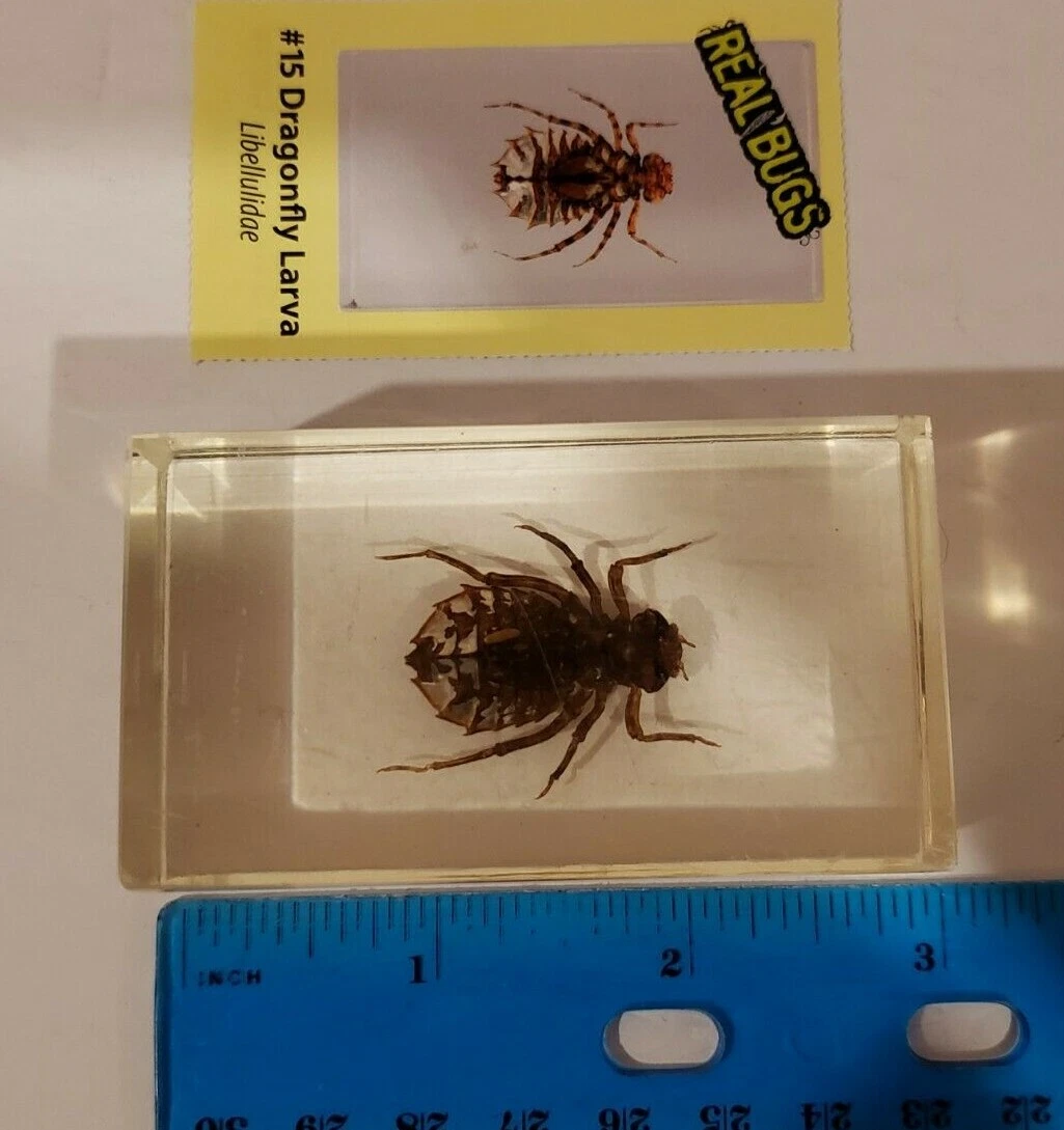 Libellulidae Larvae