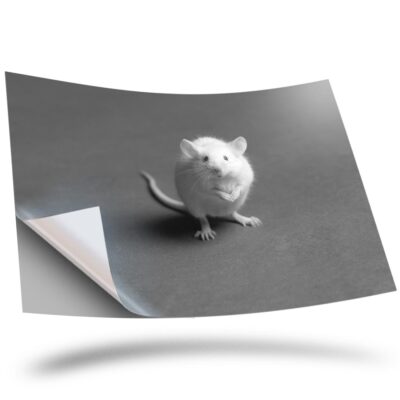 1 x Vinyl Sticker A2 - BW - Adorable White Mouse #36087 | eBay UK