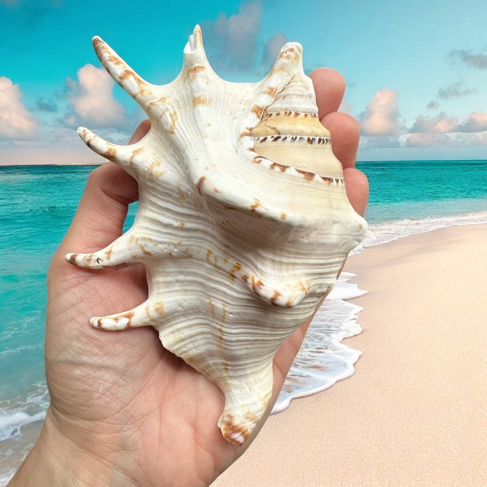 Large Conch Spiky Rare Seashell Decorative Big Sea Shell Coastal Beach ...