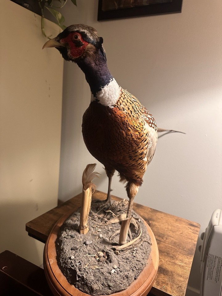 Ringneck Rooster Pheasant Taxidermy Mount Standing Wood | eBay
