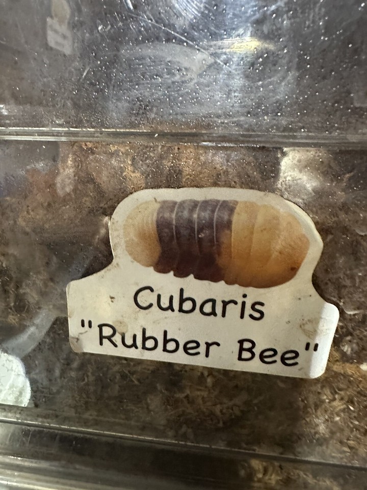 12+ Cubaris Rubber Bee Isopods | eBay