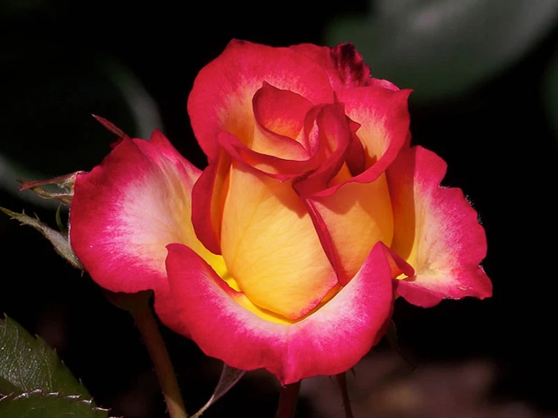 Yellow Roses With Pink Tips