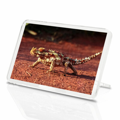 1 x Australian Thorny Devil Lizard Dragon Classic Fridge Magnet Kitchen ...