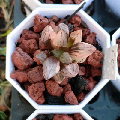 Haworthia Atrofusca mutant " Watermelon " variegated rare succulent | eBay
