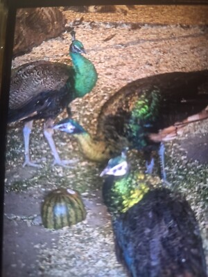 2 Java Greens Fertile Hatching Eggs 2 Lady Amherst Hatching Eggs 2 Red ...