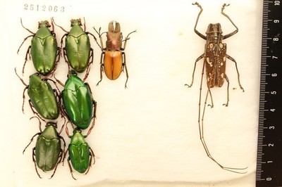 2512063. Mixed insects from Borneo. Lucanidae Cyclommatus Cetoniinae ...