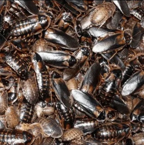 Dubia Roach Starter Colony 120 Females & 40 Males. Free Shipping | eBay