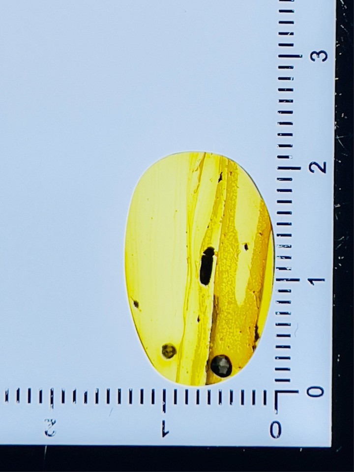 Fossil amber Insect burmite Burmese Cretaceous Beetle Insect Myanmar | eBay