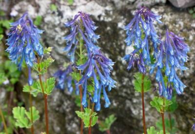 Penstemon alpinus – Berg-Bartfaden 10 Samen | eBay.de