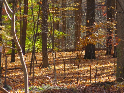 Medicap Acecap Ac1210 Systemic Insecticide Tree Implants Pack of 10 for ...