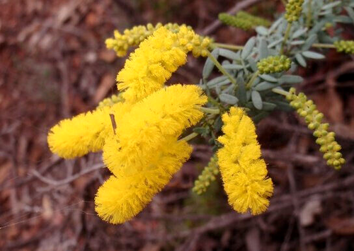 20 X MINI DWARF-DRUMMOND'S WATTLE SEEDS-NATIVE ACACIA-YELLOW FLOWER ...