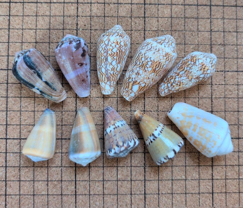 Cone shell from japan Surf-Tumble Shells of Okinawa 3.5㎝ to Max 5.5cm ...