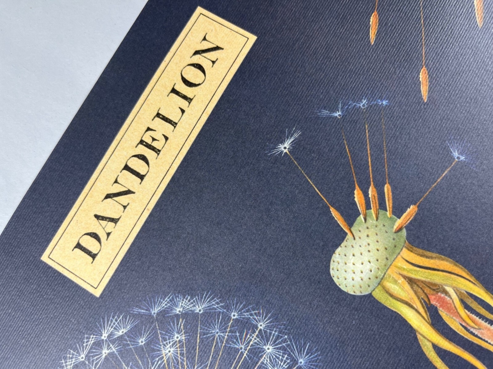 Cavallini & Co. Dandelion Chart Poster, Archival Paper, Matte | eBay