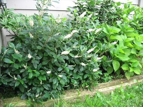 30 COMPACT SWEET PEPPERBUSH SEEDS -Clethra alnifolia 'Compacta' | eBay