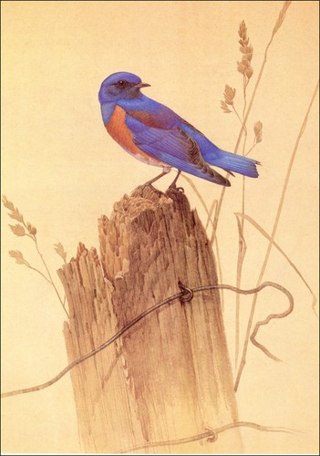 1980 Vintage Print Western Bluebird Bird Birds Lansdowne | eBay