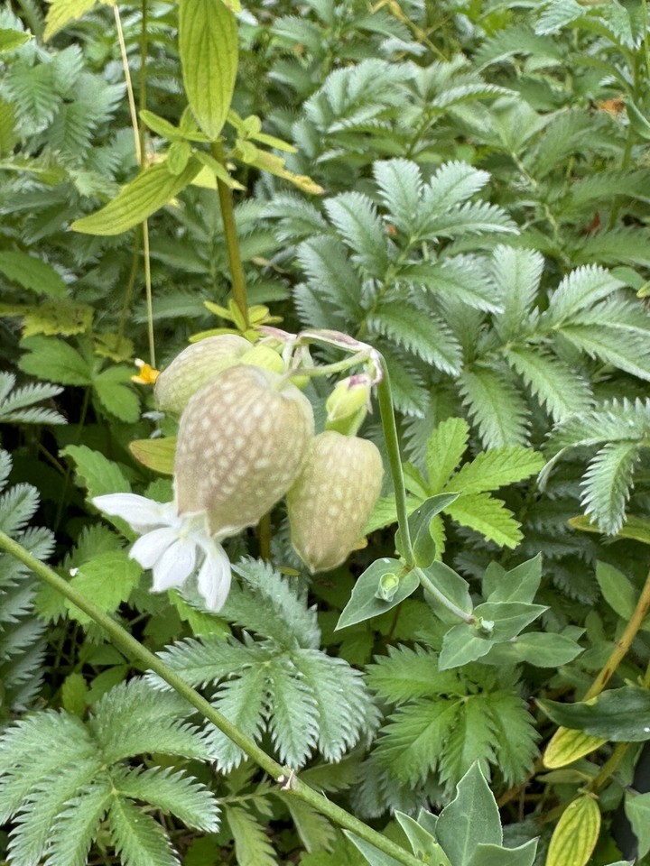 Bladder Campion - Silene vulgaris - 750 Seeds - Catchfly -Hardy ...