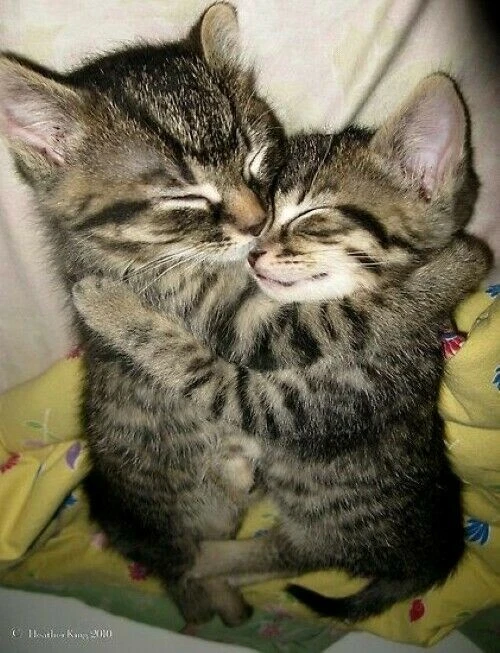 Kitten Love