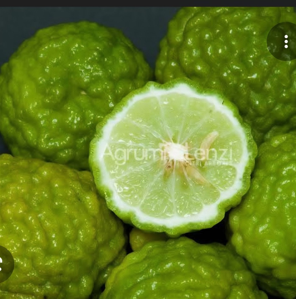 Indonesian citrus Lime 10 Seeds (Khaffir Lime) | eBay