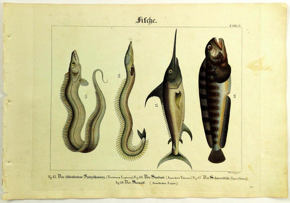 1821 Wilmsen LARGEHEAD HAIRTAIL BELTFISH SAND EEL SWORDFISH WOLFFISH ...