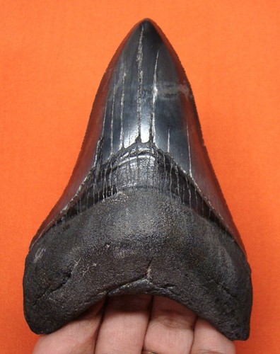 MEGALODON SHARK TOOTH - REAL FOSSIL - 4.21"- SHARK TEETH MEG - NO ...