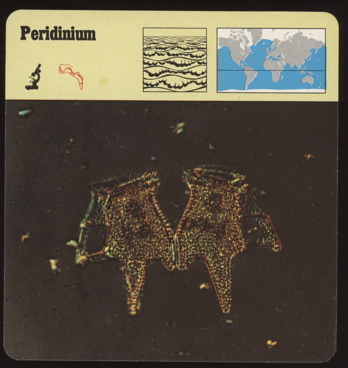 Peridinium Safari Cards Rencontre One Celled Life | eBay