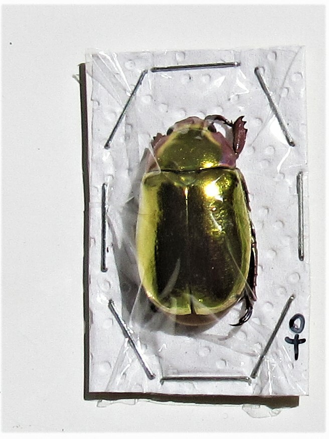 Extremely Rare GOLD Glorious Jewel Beetle Plusiotis aurigans (Chrysina ...