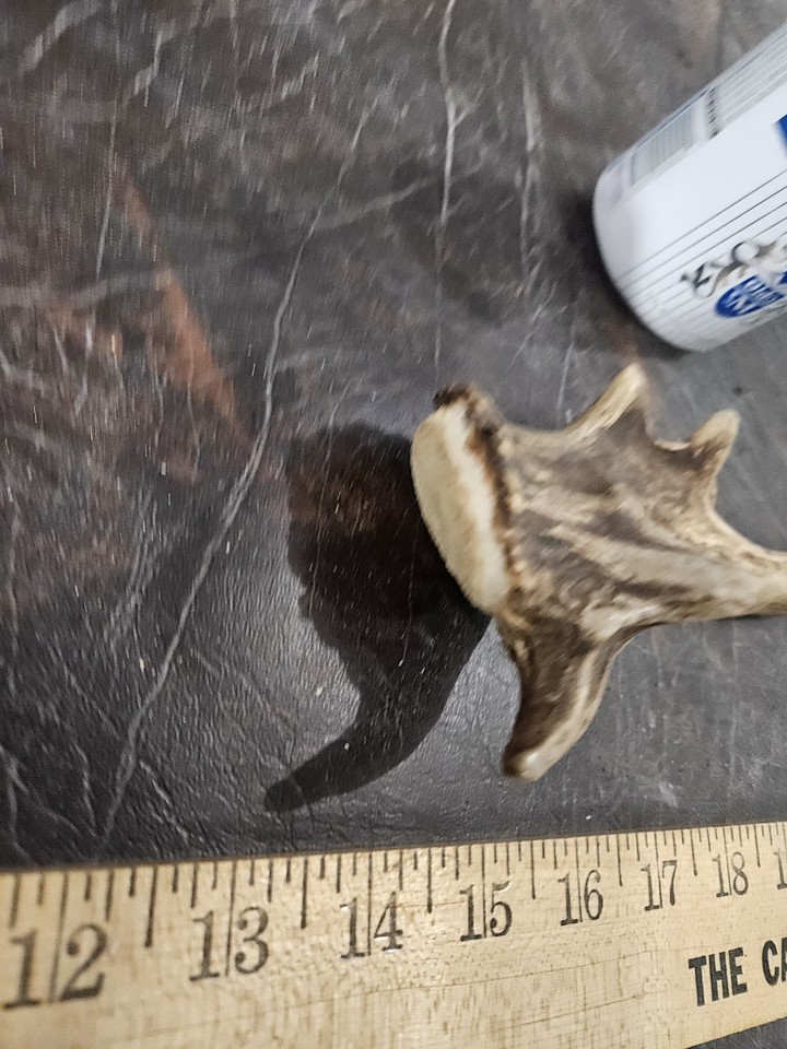 Wild 3 Point Natural Shed Whitetail Deer Antler Horn Rustic Cabin Decor ...