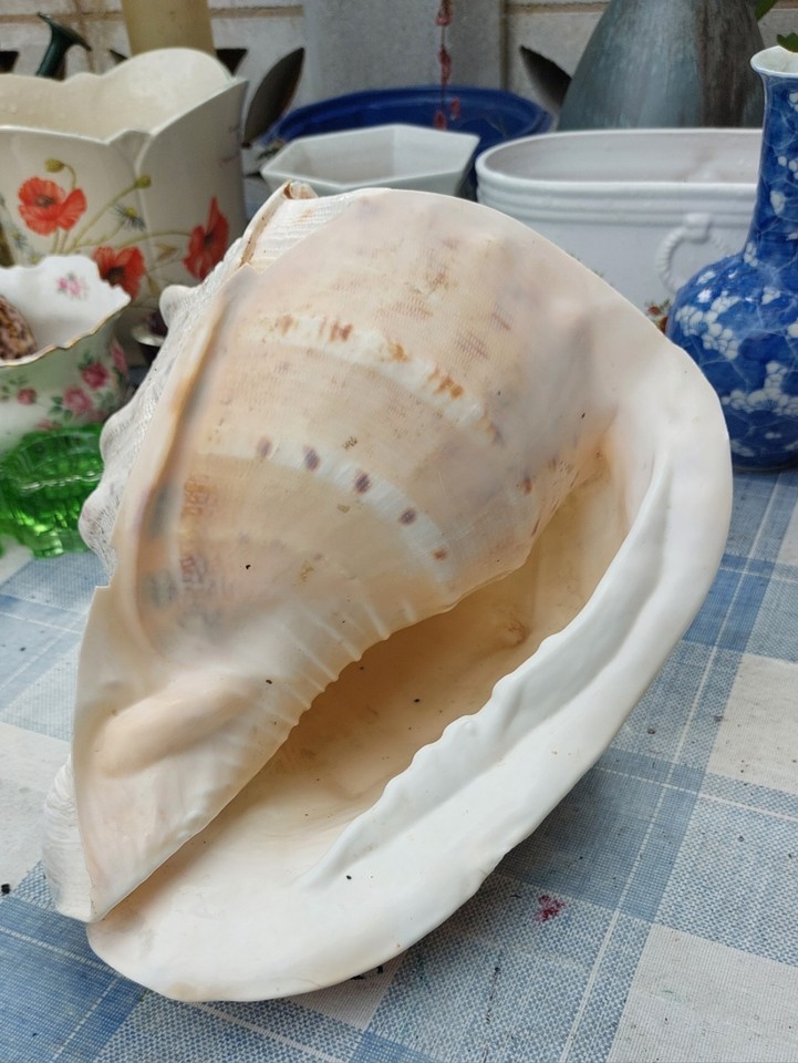 Giant Queen Helmet Conch Shell. Large Natural Sea Shell. Beach Decor ...