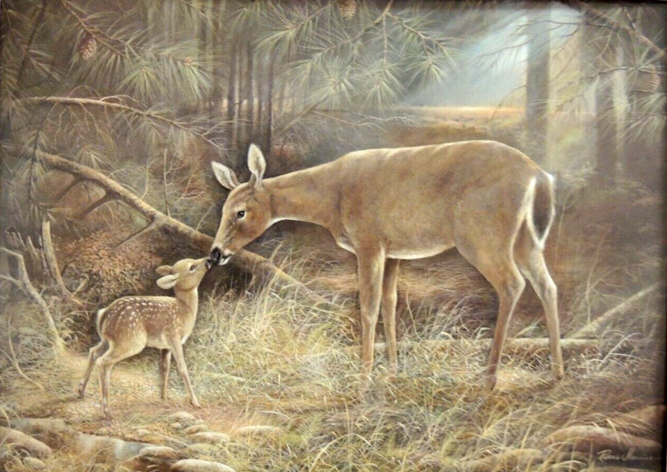 DEER PICTURE MULE DEER AND FAWN RUANE MANNING MATTED UNFRAMED 8X10 | eBay