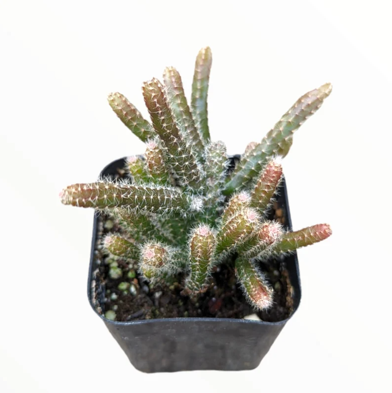 Rhipsalis Baccifera Subsp Horrida Mouse Tail Cactus Plant 2Inch for ...