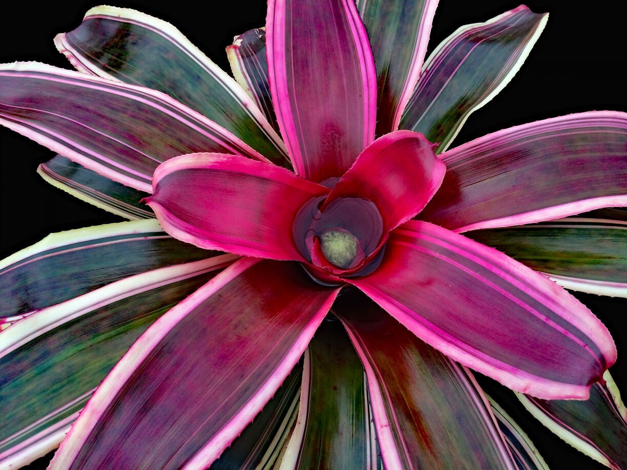 Neoregelia Mona Lisa 6″ pot - Live Plant | eBay