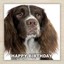 Spaniel Birthday Card - English Springer Spaniel Dog FREE Post | eBay