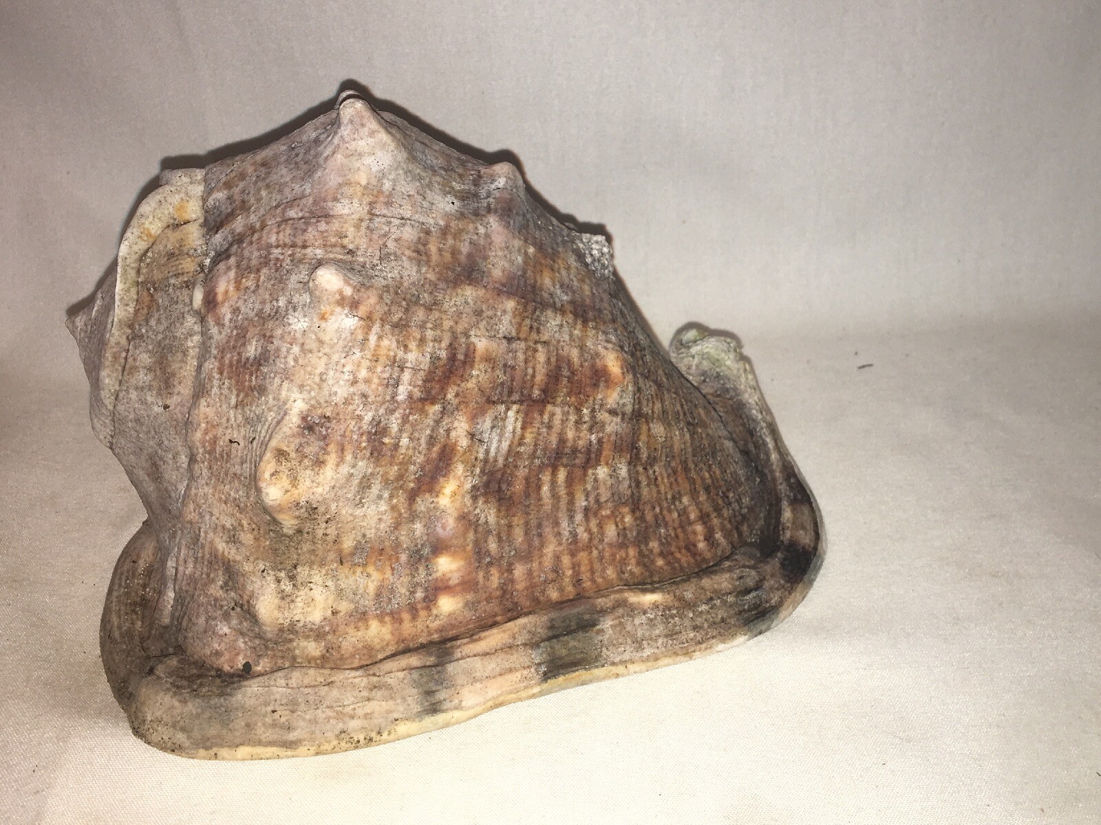 Natural Giant Horse Conch Shell Atlantic Caribbean Tiger Striped 8 Inch ...