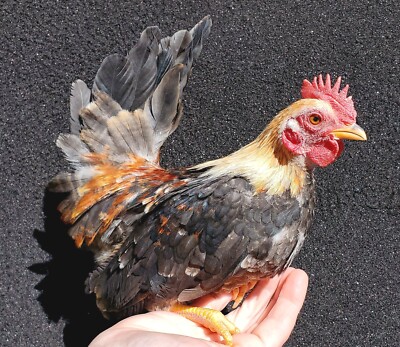 Poultry - Serama Eggs