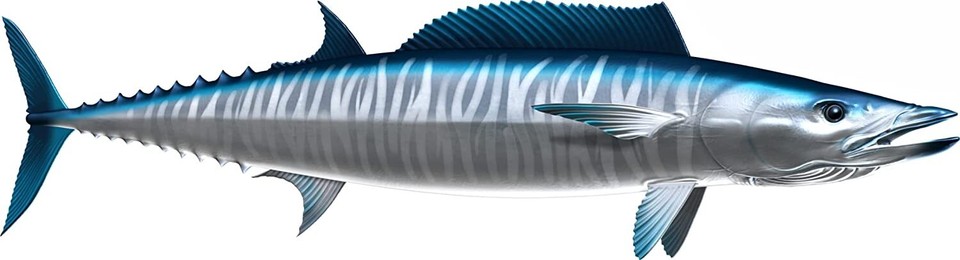 Wahoo Beautiful Vinyl Sticker Fish Decals for Boat Car Vehicle Truck ...