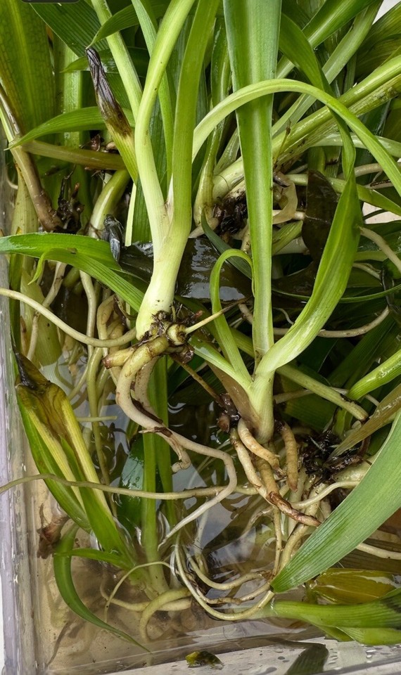 CHLOROPHYTUM COMOSUM GREEN SPIDER PLANT BARE ROOT/PUP | eBay