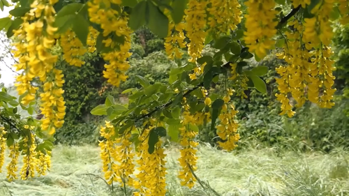 Laburnum Anagyroides Tree 100 Seeds, Hardy Flowering Golden Chain Tree ...