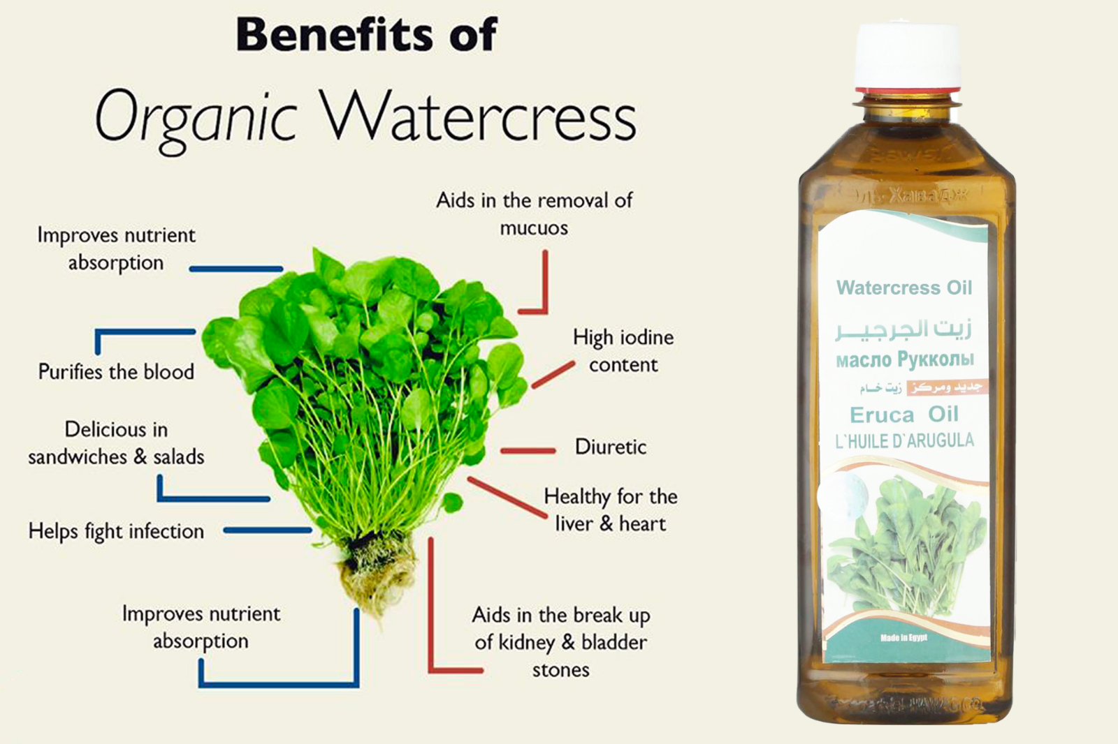 Watercress oil Egyptian Natural Pure oil for Healthy and Strong Hairزيت الجرجير | eBay
