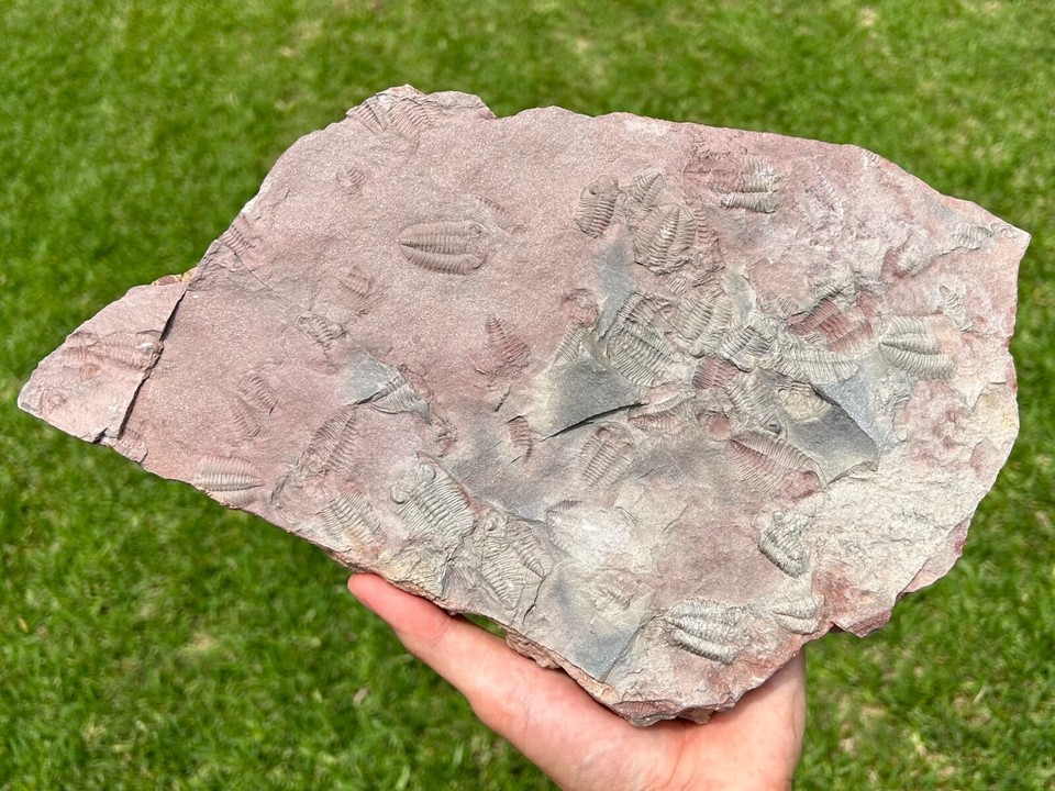 SUPERB Trilobite Fossil Mortality Death Plate Morocco 40 Trilobites ...