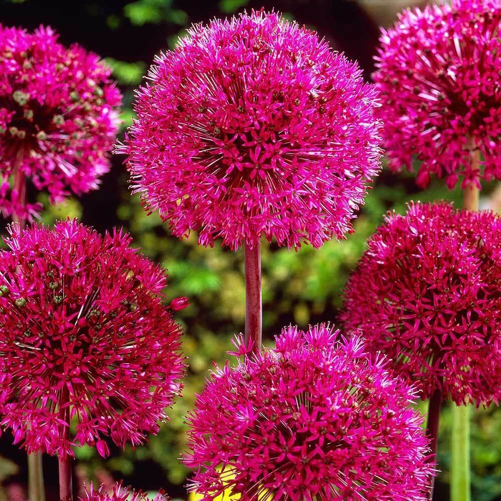 Red Allium Flower