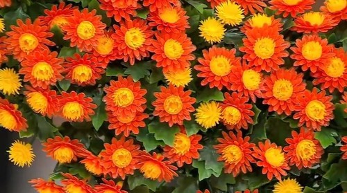 Wicker Park Set of 2 Oversized Harvest Faux Mum Spheres 14"Diam ...